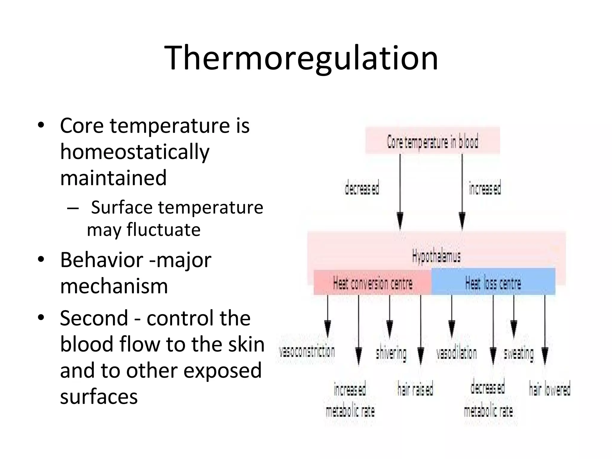 Homeostasis | PPT