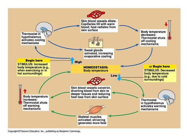 Homeostasis | PPT