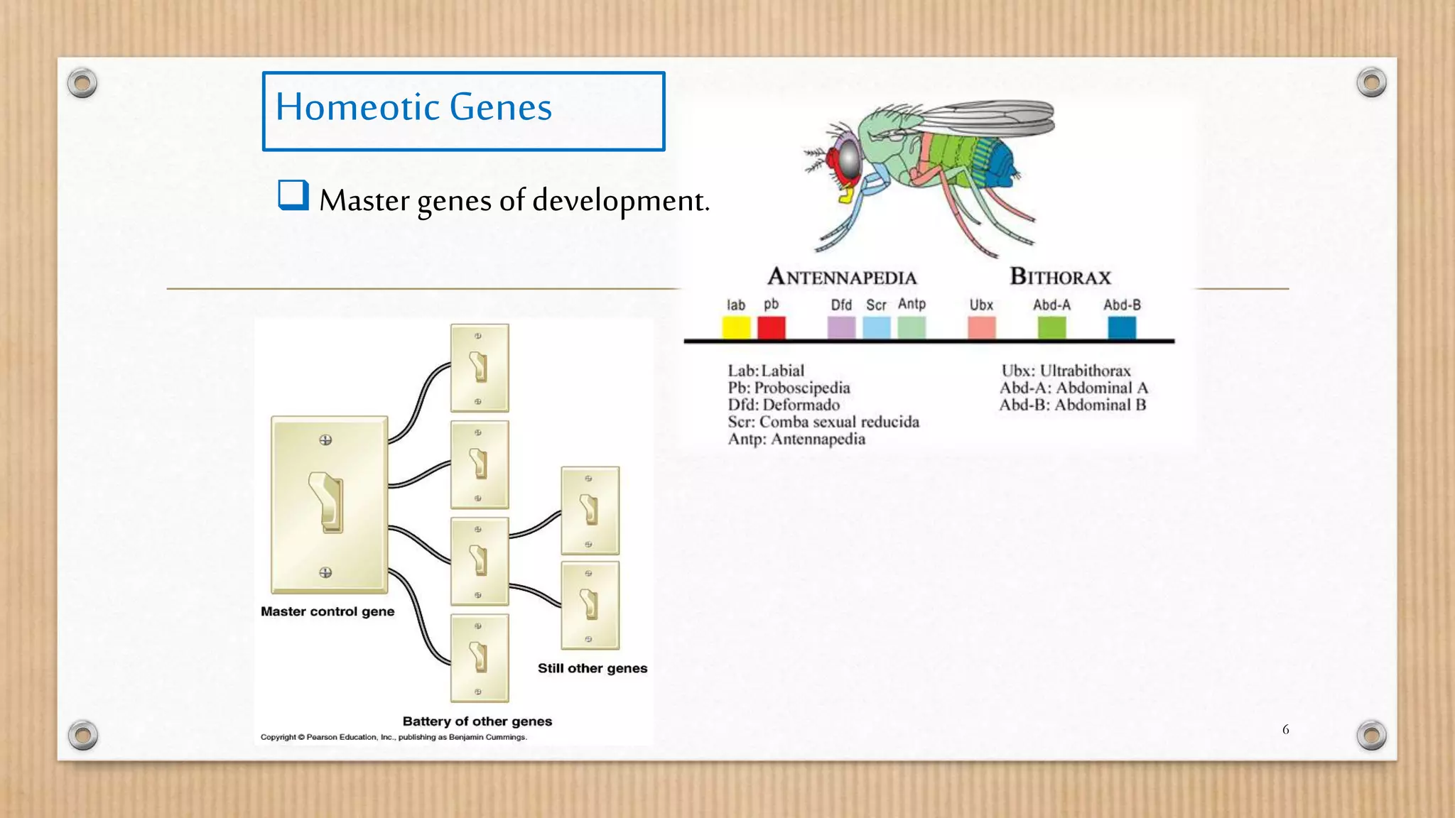 Homeobox genes | PPTX