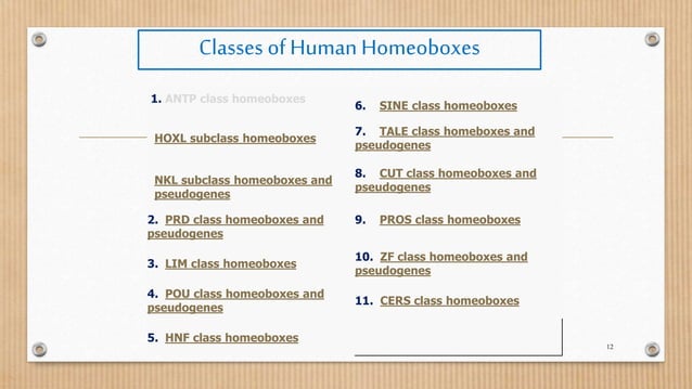 Homeobox genes | PPTX