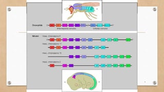 Homeobox genes | PPTX