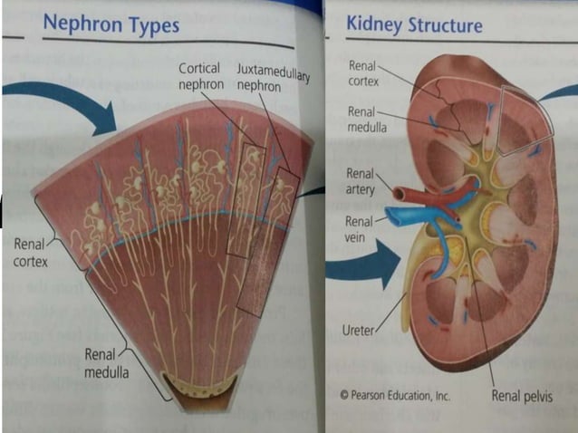 Homeo farra structure kidney | PPTX | Biological Sciences | Science