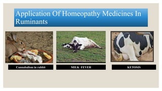 Homeopathy and it's application in veterinary medicine | PPTX