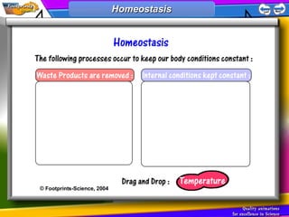 Homeostasis | PPT
