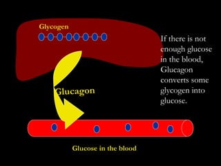 Homeostasis | PPT
