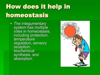 Homeostasis | PPT