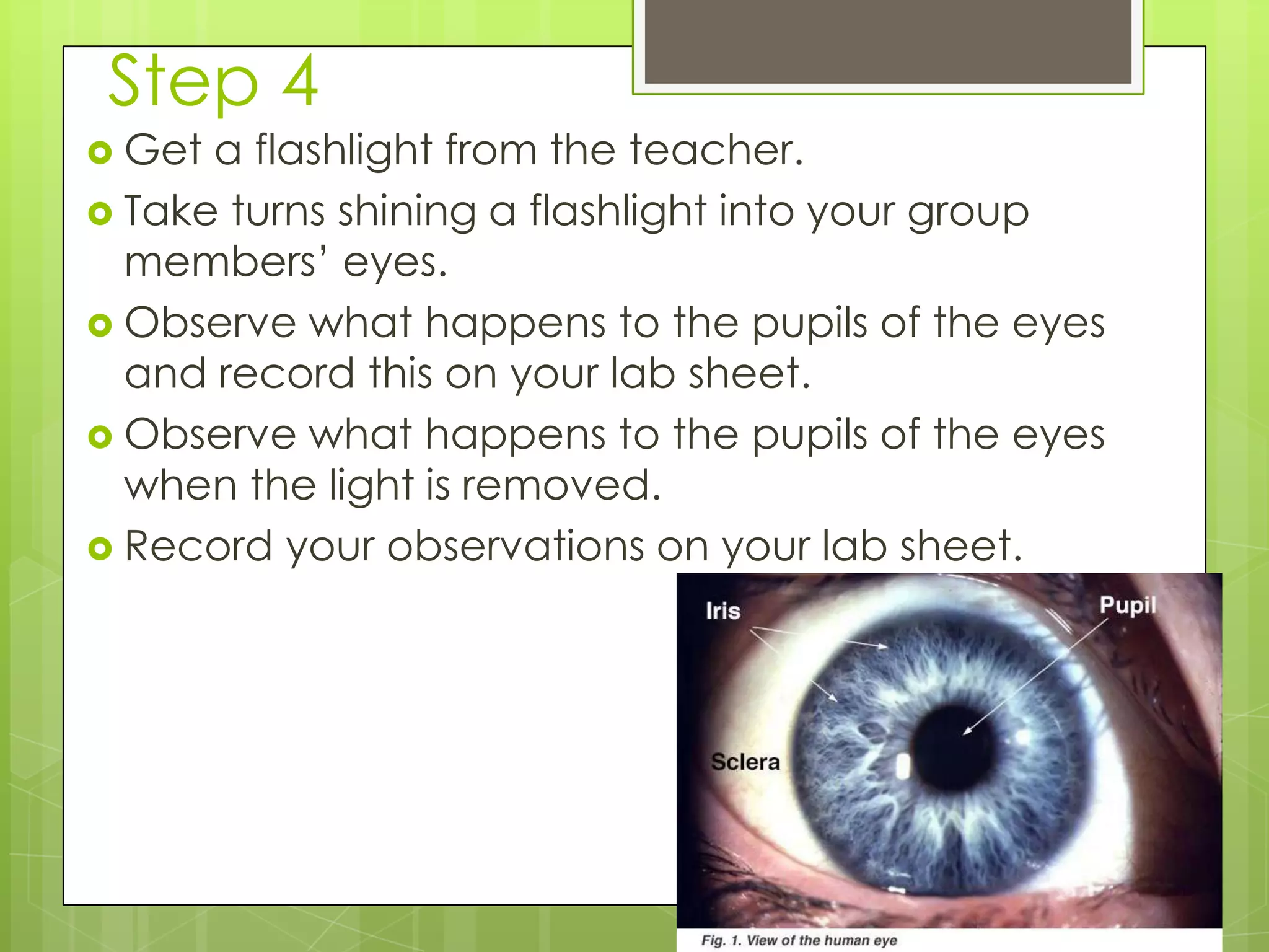 Homeostasis: A Balancing Act | PPT