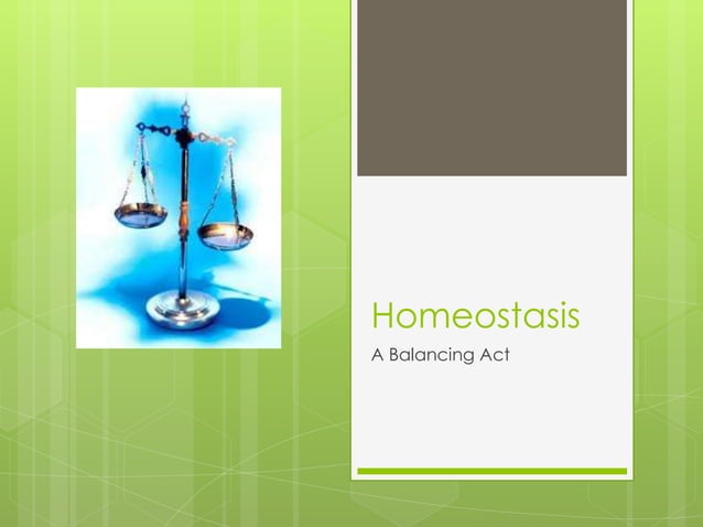 Homeostasis: A Balancing Act | PPT
