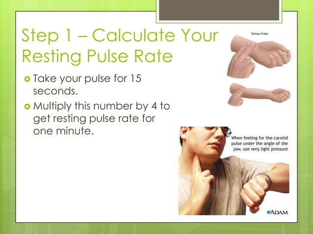 Homeostasis: A Balancing Act | PPT