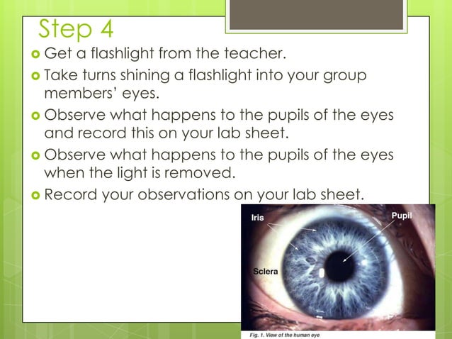 Homeostasis: A Balancing Act | PPT