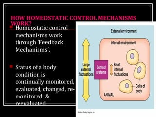 Homeostasis | PPT