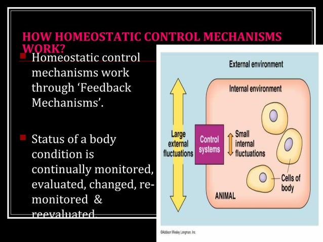 Homeostasis | PPT | Endocrine and Metabolic Diseases | Diseases and ...