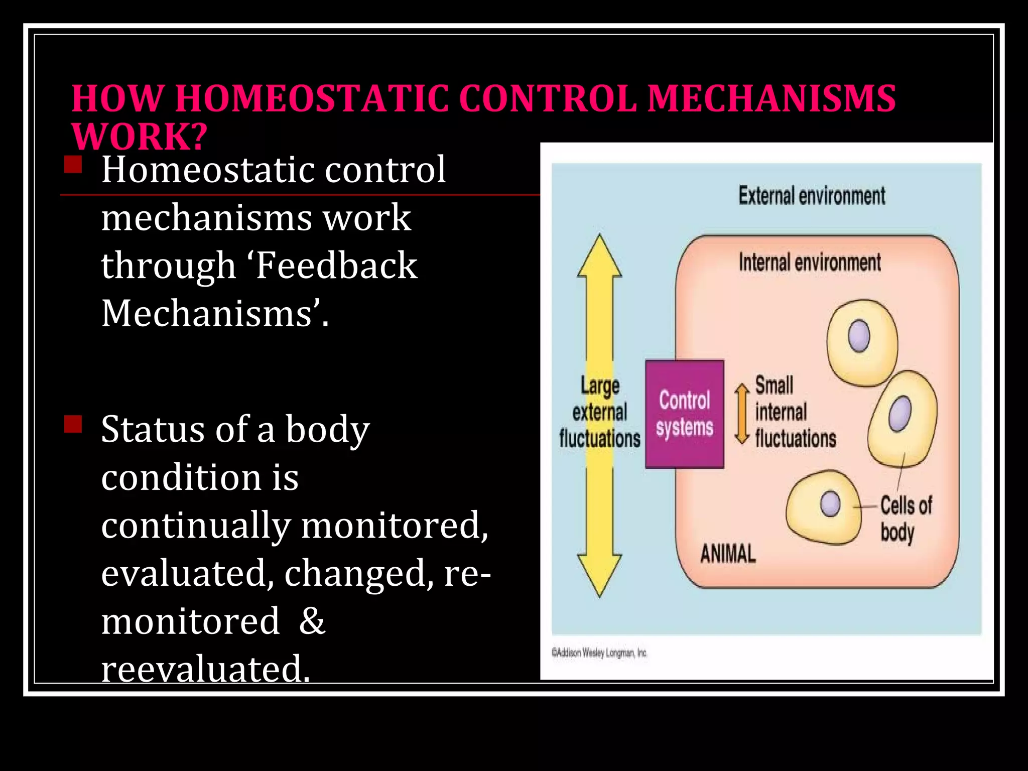 HOMEOSTASIS | PPT