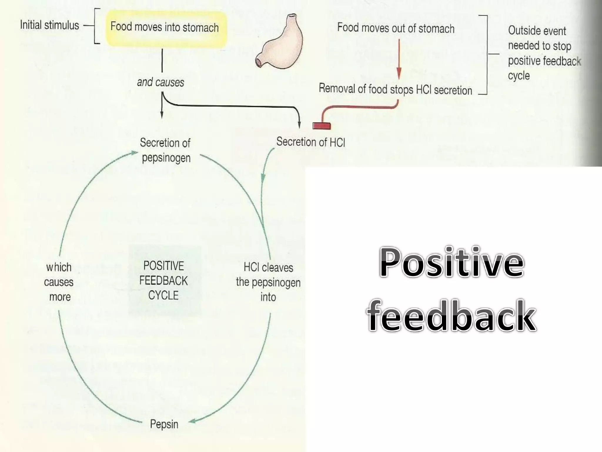 Physiology and Homeostasis | PPTX
