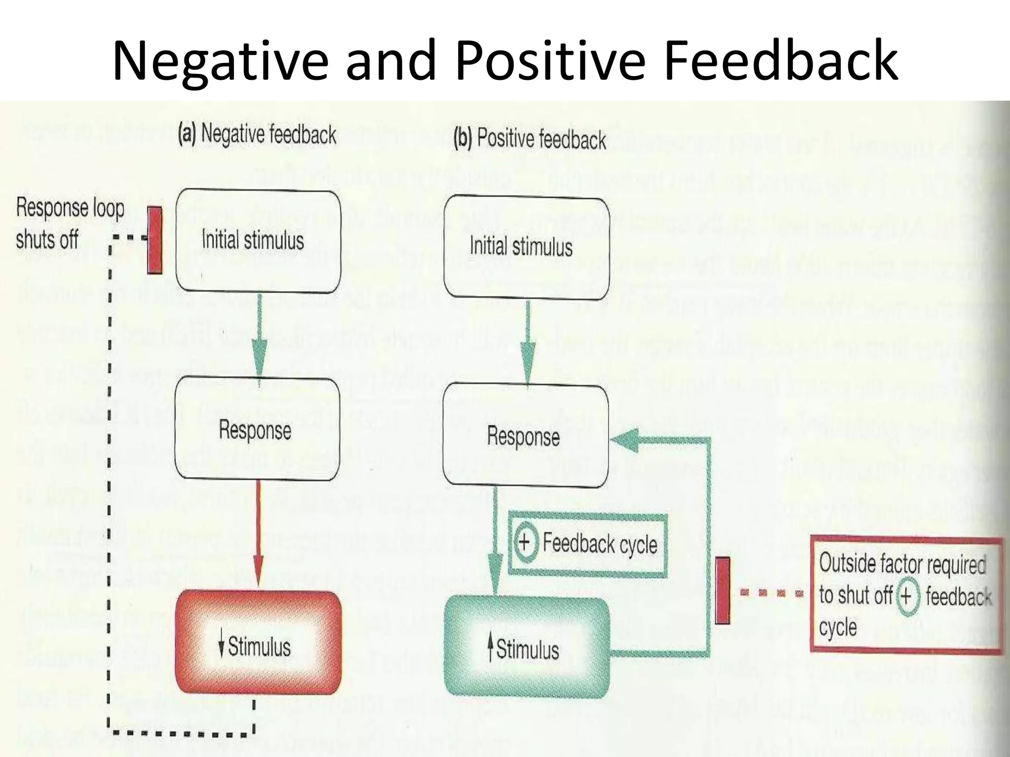 Physiology and Homeostasis | PPTX
