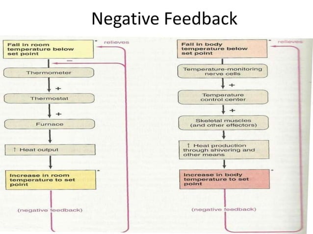 Physiology and Homeostasis | PPTX
