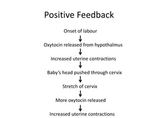 Physiology and Homeostasis | PPTX