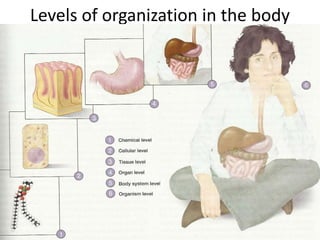 Physiology and Homeostasis | PPTX
