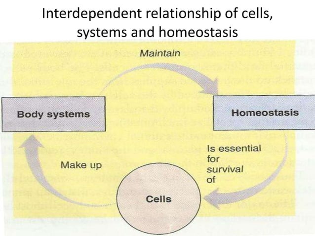 Physiology and Homeostasis | PPTX