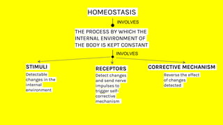 Homeostasis | PPT