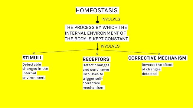 What Is Homeostasis Definition Examples Homeostasis