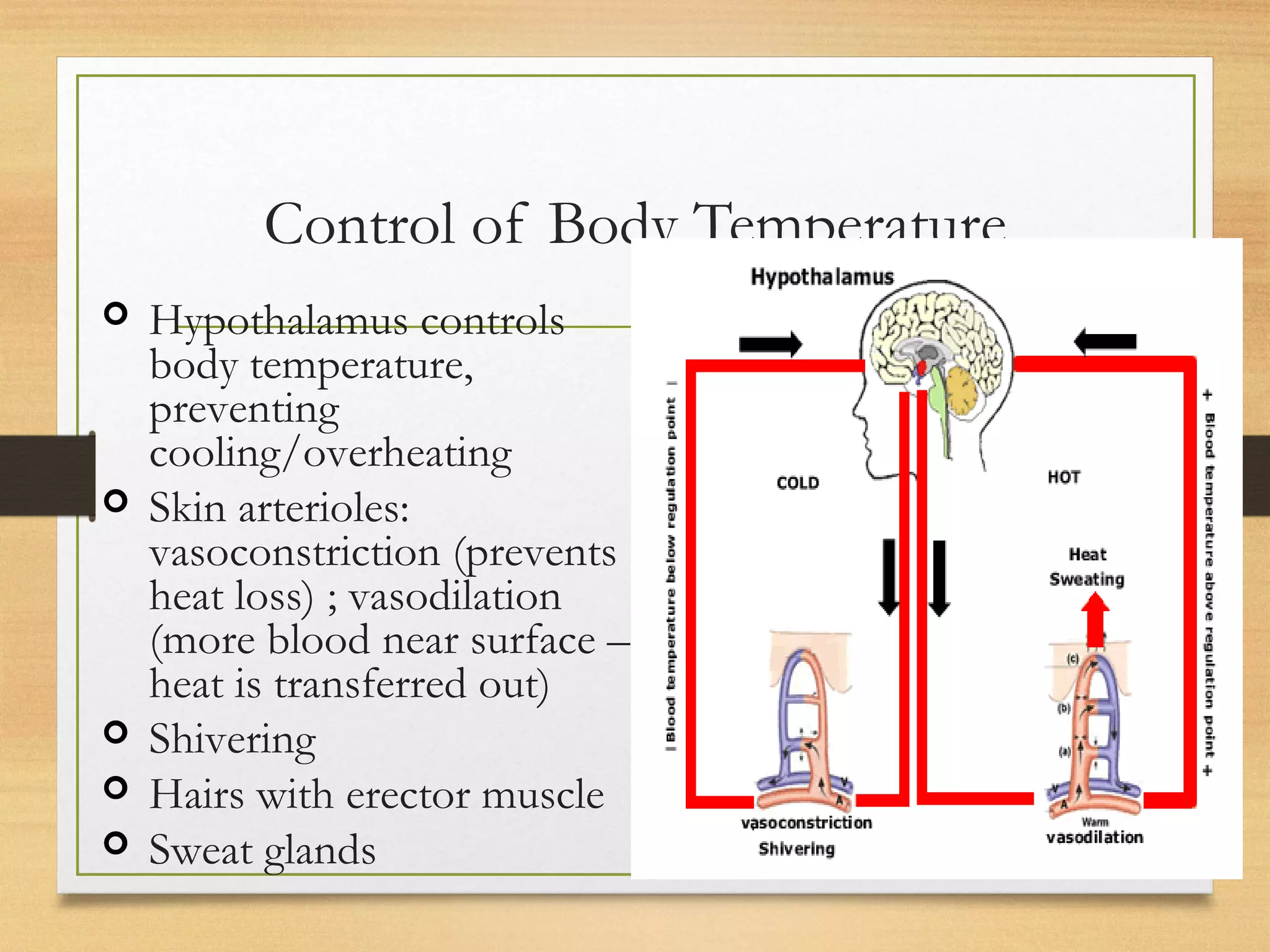 Homeostasis | PPT