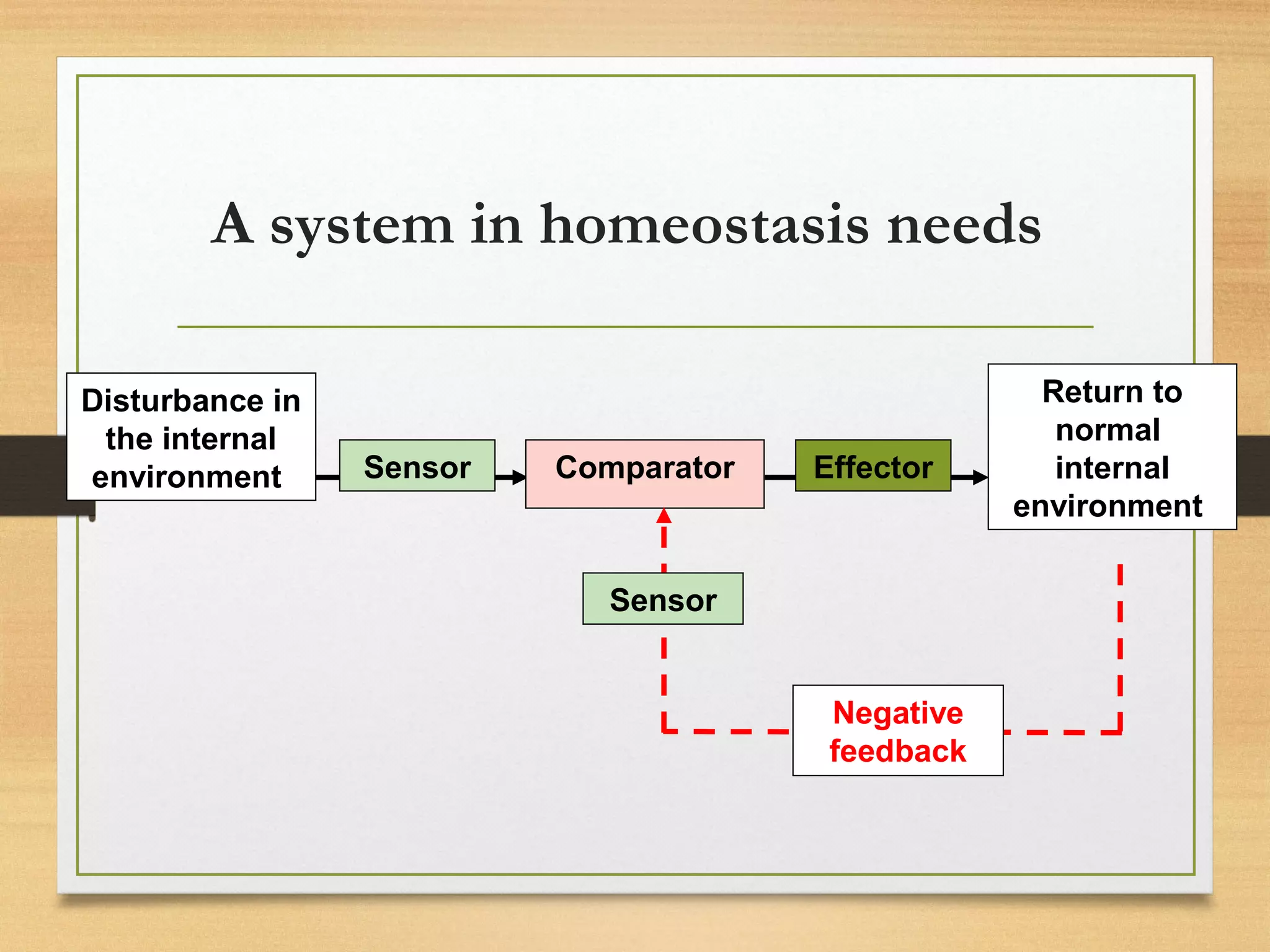 Homeostasis | PPT