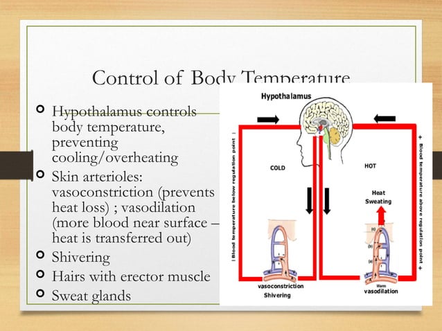 Homeostasis | PPT