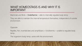 Homeostasis | PPTX