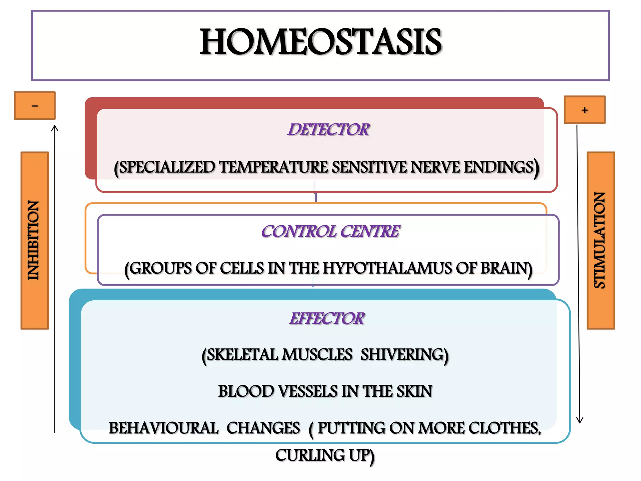 Homeostasis, the ability of body to maintain its internal balance ...