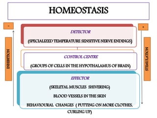 Homeostasis, the ability of body to maintain its internal balance. | PPTX