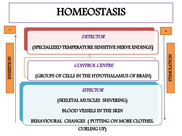 Homeostasis, the ability of body to maintain its internal balance. | PPTX | Endocrine and ...