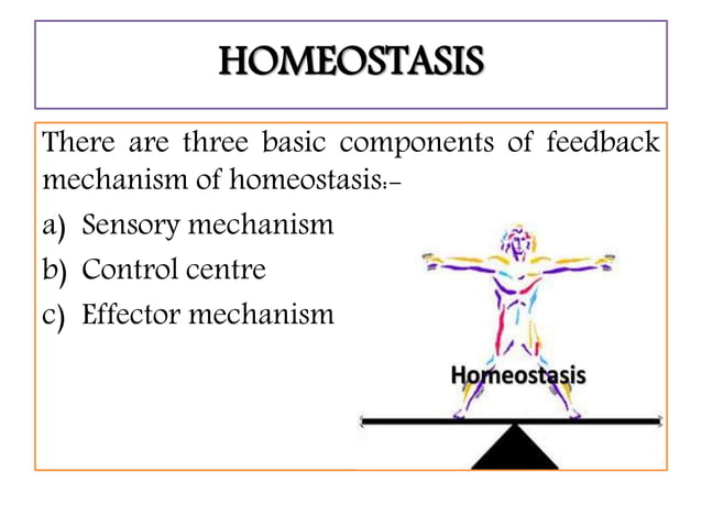 Homeostasis, the ability of body to maintain its internal balance. | PPTX | Endocrine and ...
