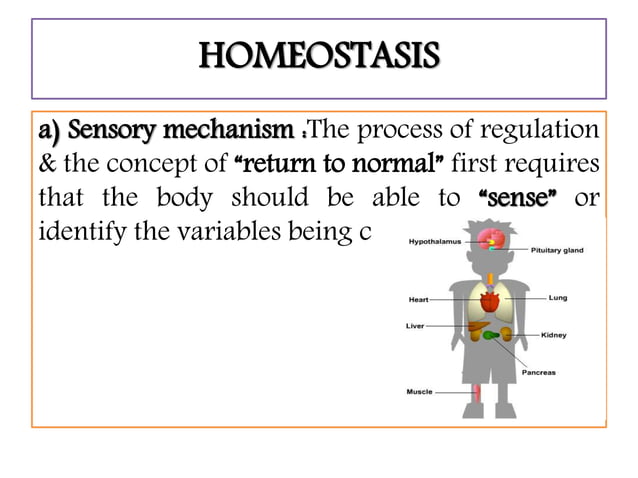 Homeostasis, the ability of body to maintain its internal balance. | PPTX | Endocrine and ...