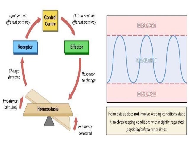 Homeostasis, the ability of body to maintain its internal balance.