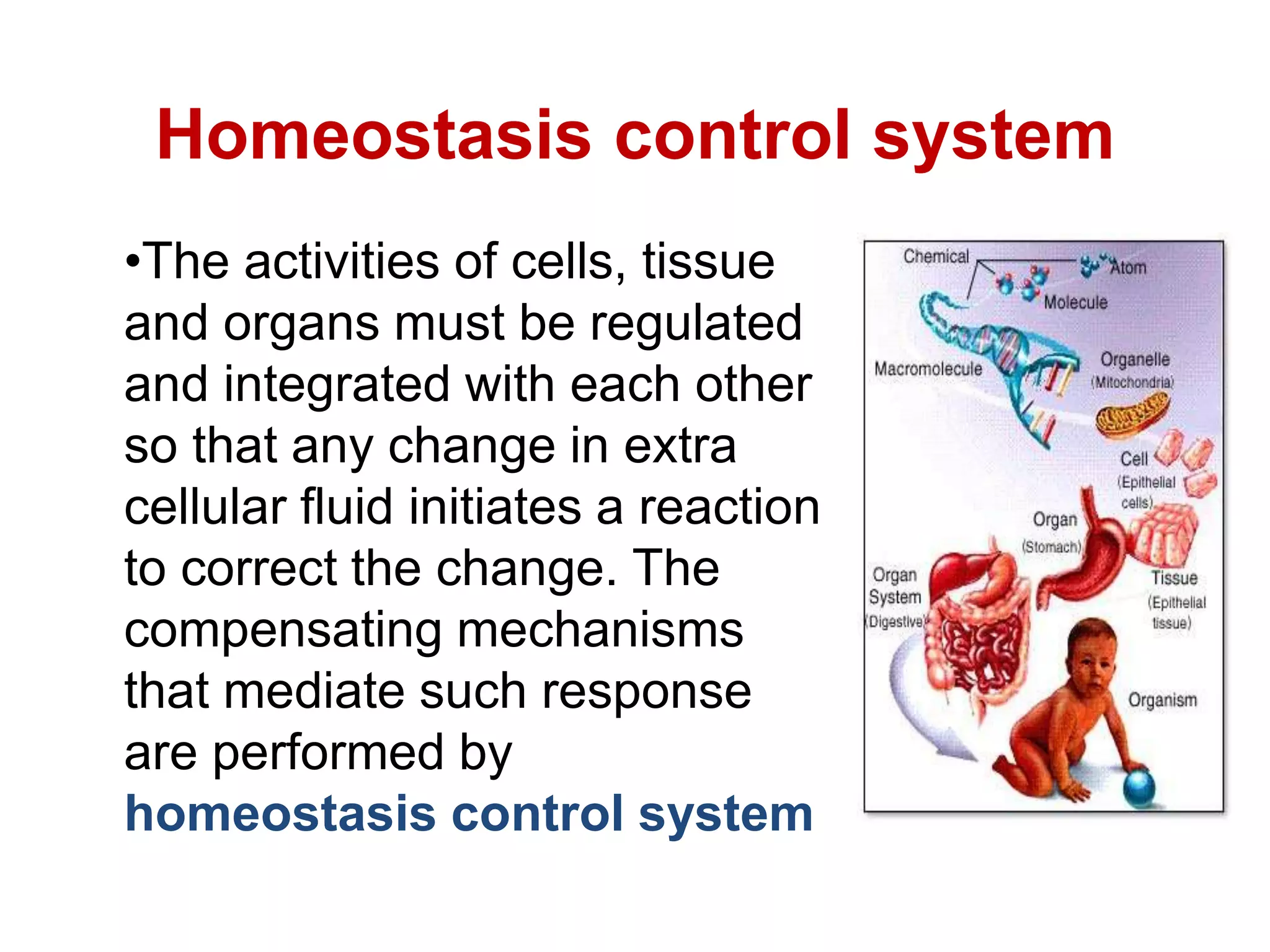Homeostasis | PPTX