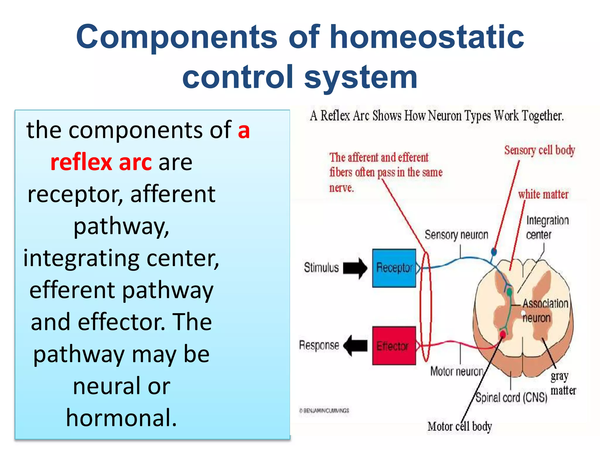 Homeostasis | PPTX