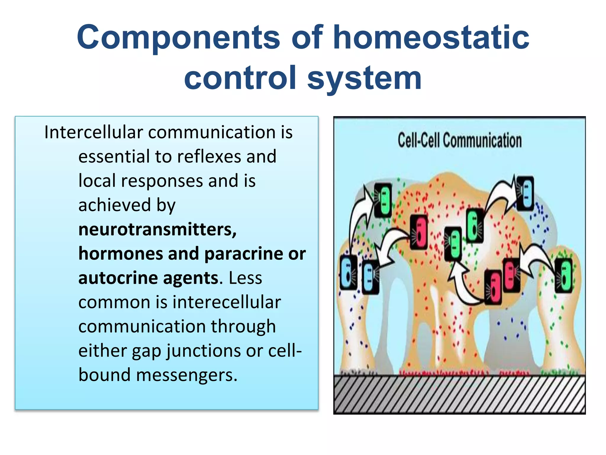 Homeostasis | PPTX