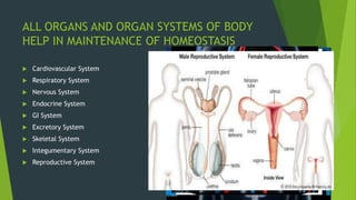 Homeostasis | PPT