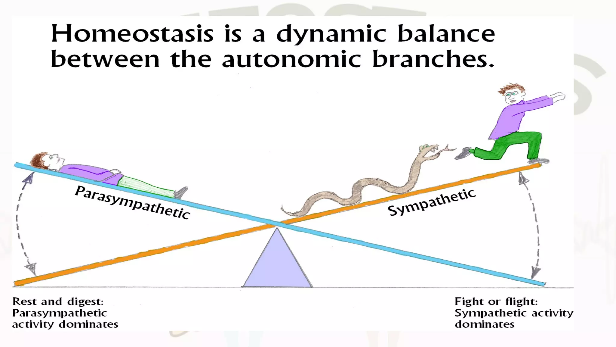 Homeostasis | PPT