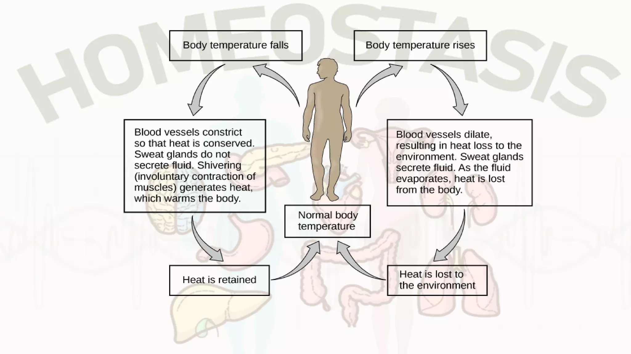Homeostasis | PPT