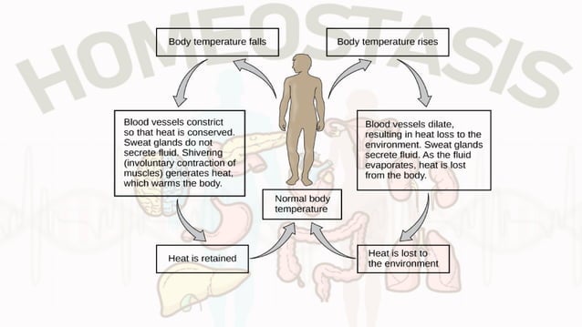 Homeostasis | PPT | Biological Sciences | Science