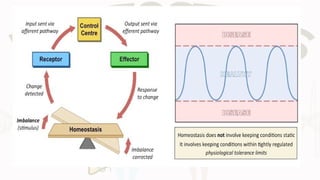 Homeostasis | PPT