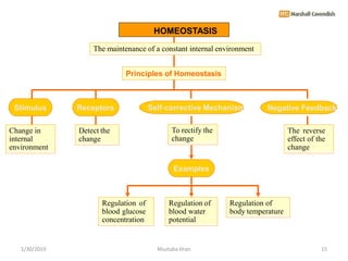 Homeostasis | PPTX