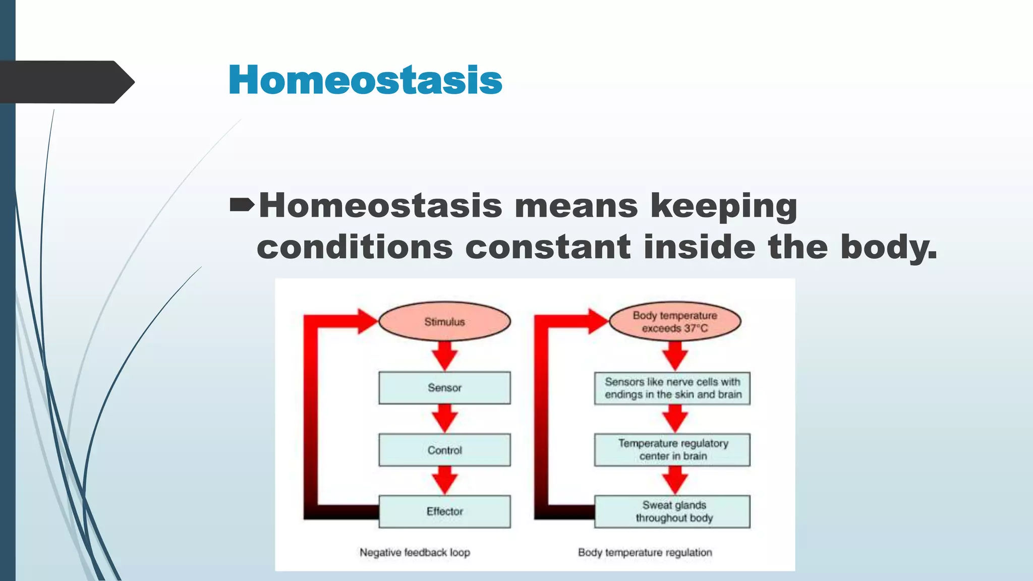 Homeostasis | PPTX