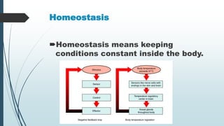 Homeostasis | PPTX