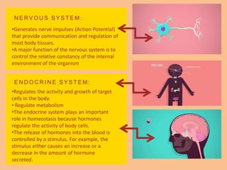 Homeostasis | PPT