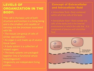 Homeostasis | PDF