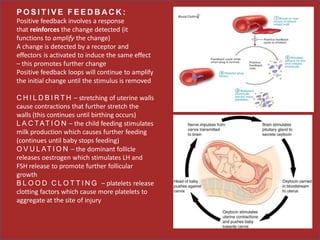 Homeostasis | PDF