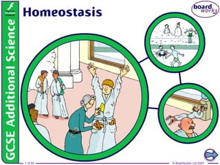 Homeostasis | PPT | Endocrine and Metabolic Diseases | Diseases and ...